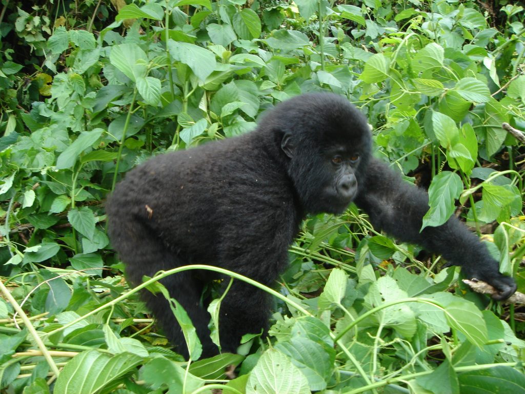 3 Days Rwanda Gorilla Safaris Tour (Volcanoes National Park)